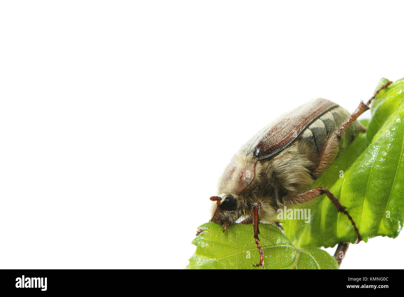 May-bug on a tree branch Stock Photo - Alamy