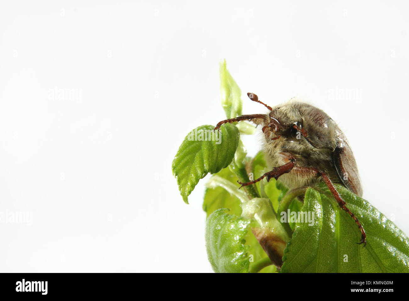 May-bug on a tree branch Stock Photo - Alamy