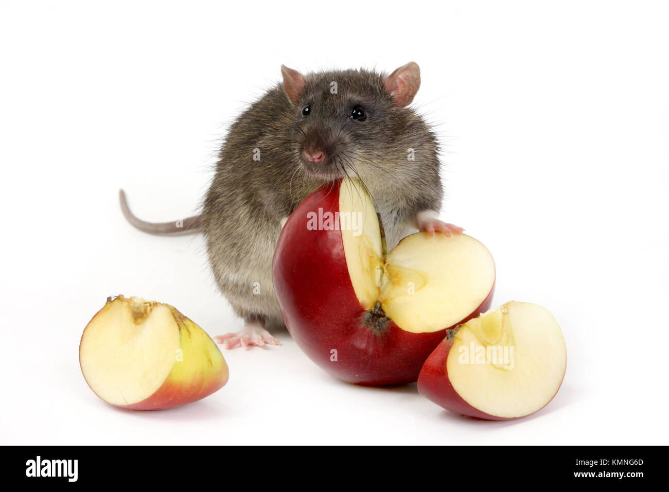 The big grey rat and apples Stock Photo - Alamy