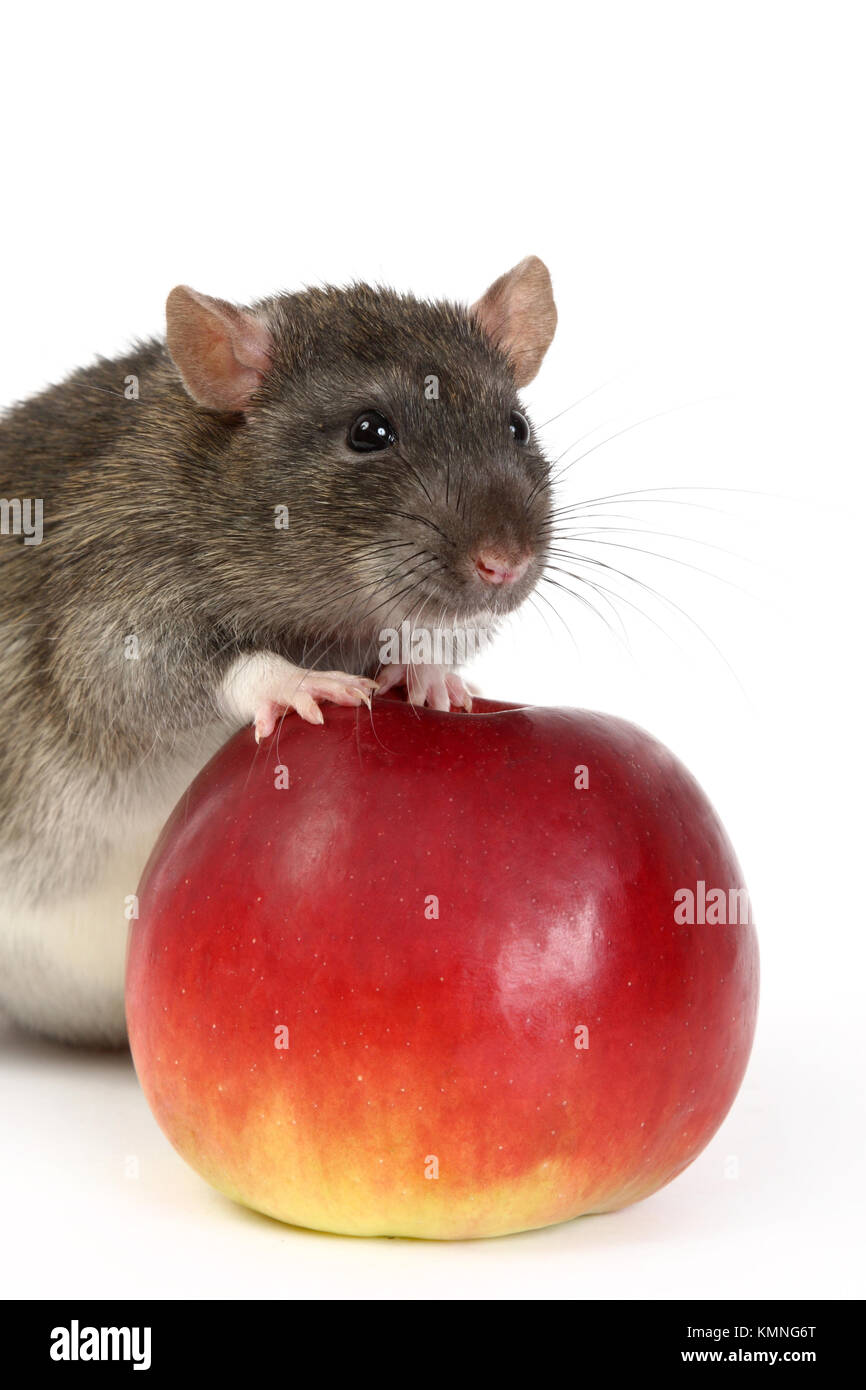 The big grey rat and apples Stock Photo - Alamy