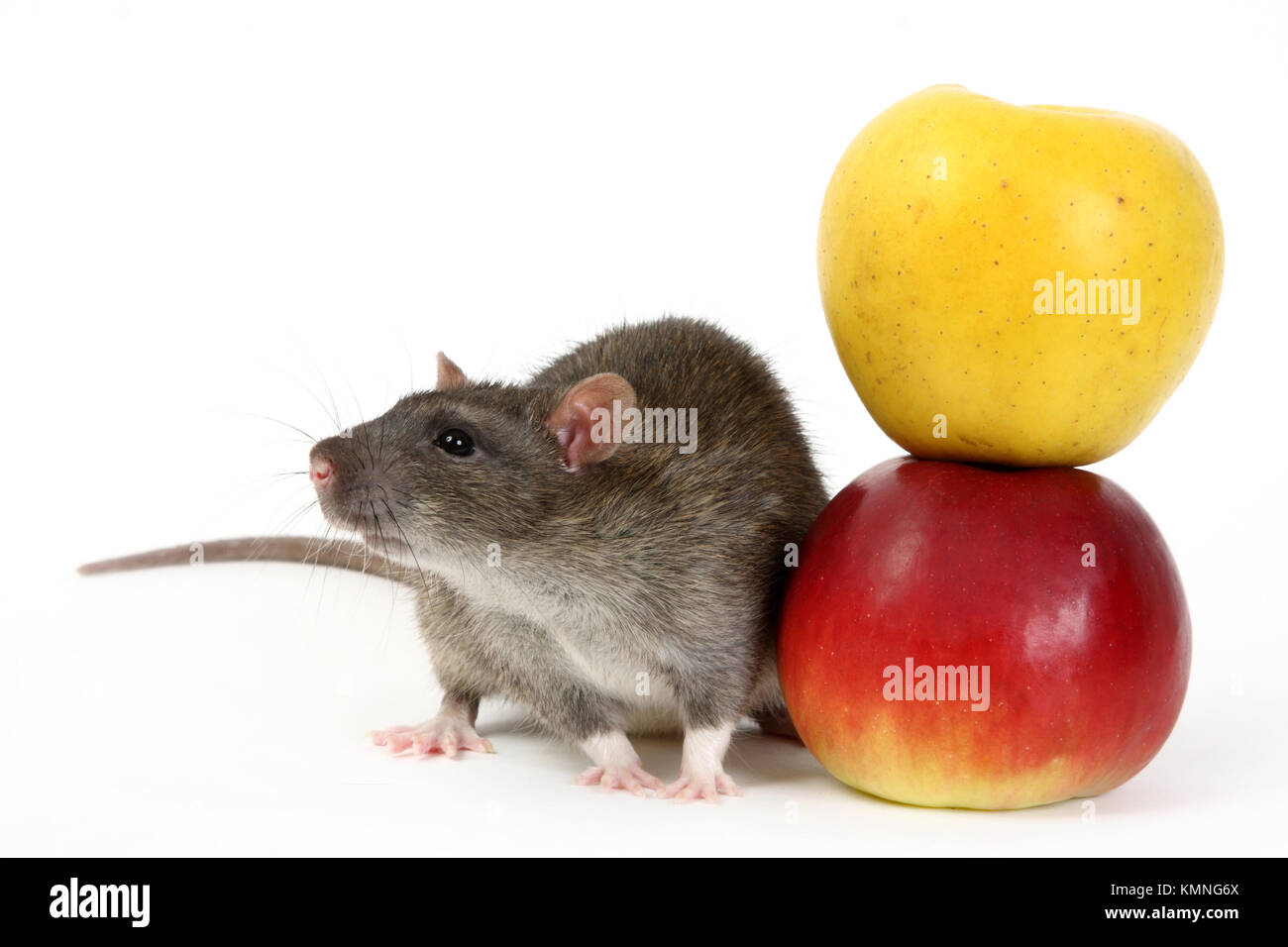 The big grey rat and apples Stock Photo - Alamy