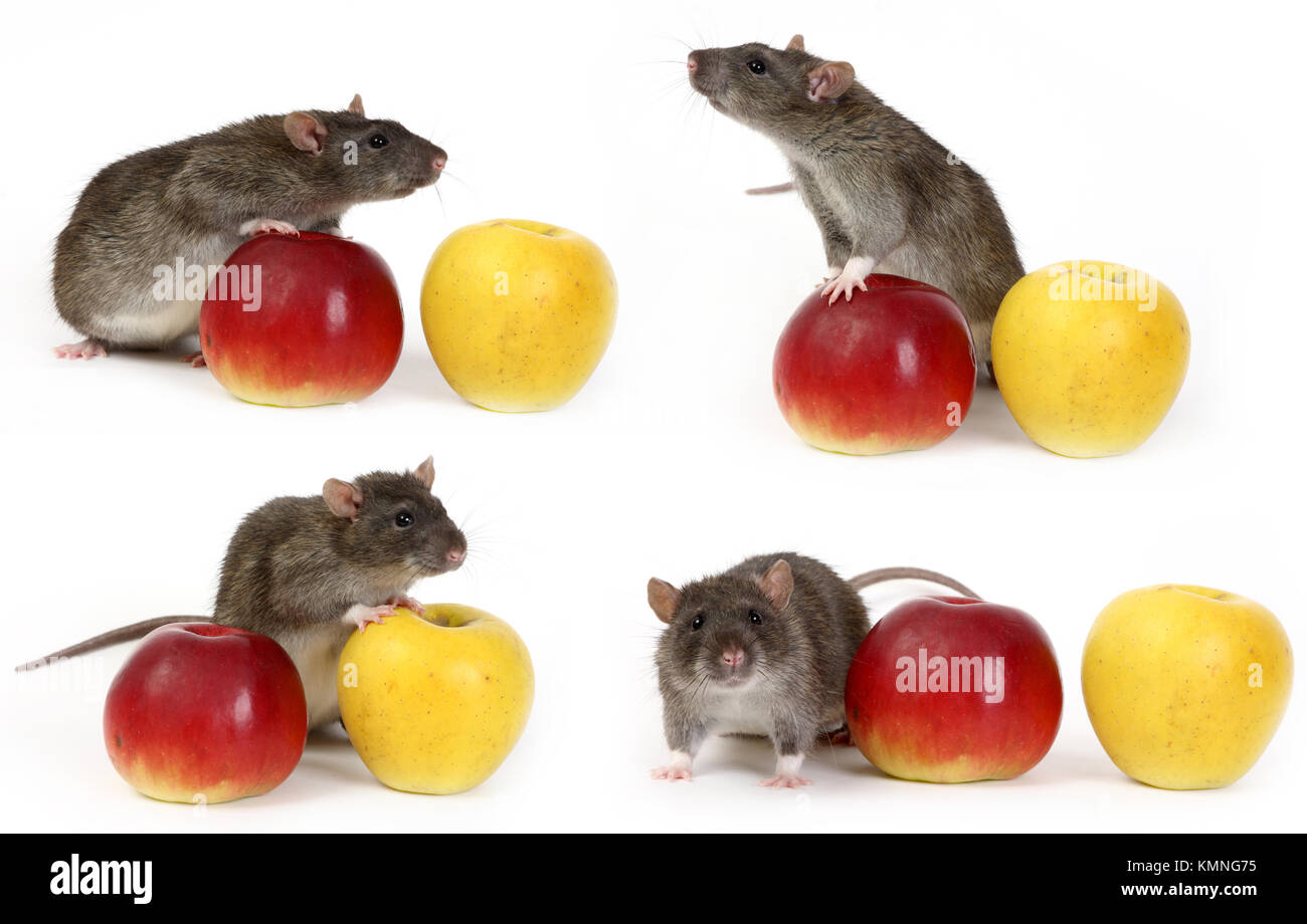 The big grey rat and apples Stock Photo - Alamy