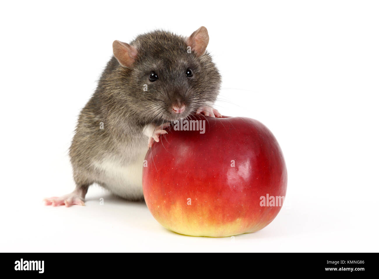 The big grey rat and apples Stock Photo - Alamy