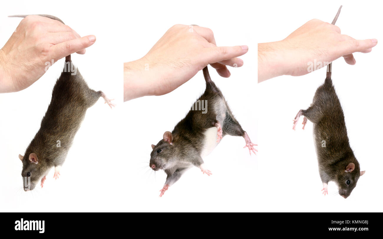 Rat with fluffy tail Cut Out Stock Images & Pictures - Alamy