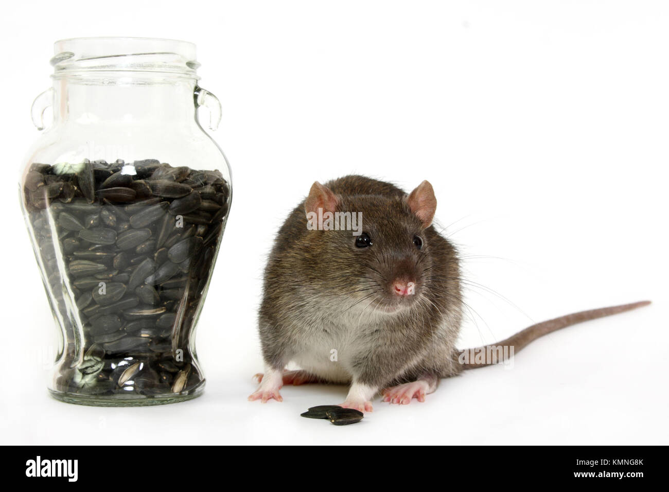The big grey rat on a white background with sunflower seeds Stock Photo ...
