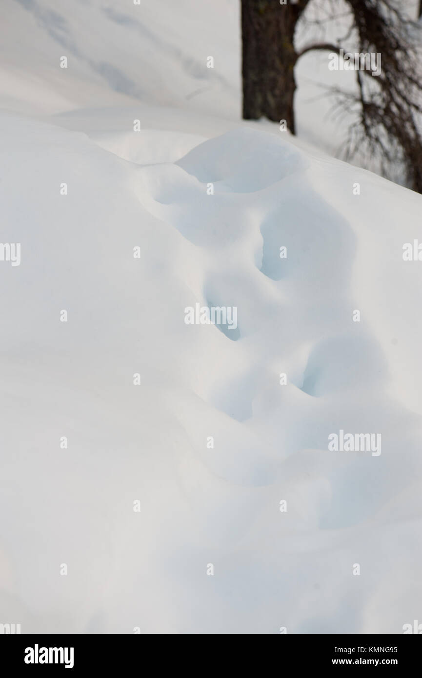 Animals footpath. Mountain animals finding their way to survive in the ...