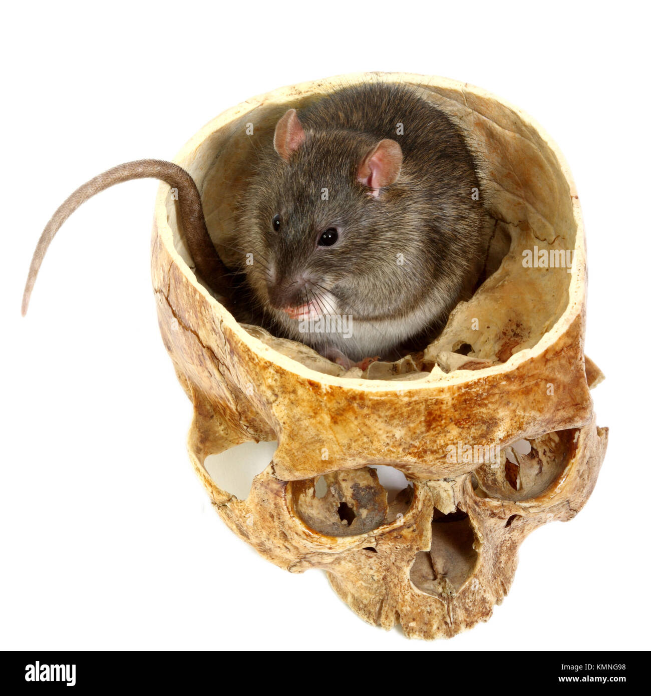 Human skull close up Cut Out Stock Images & Pictures - Alamy