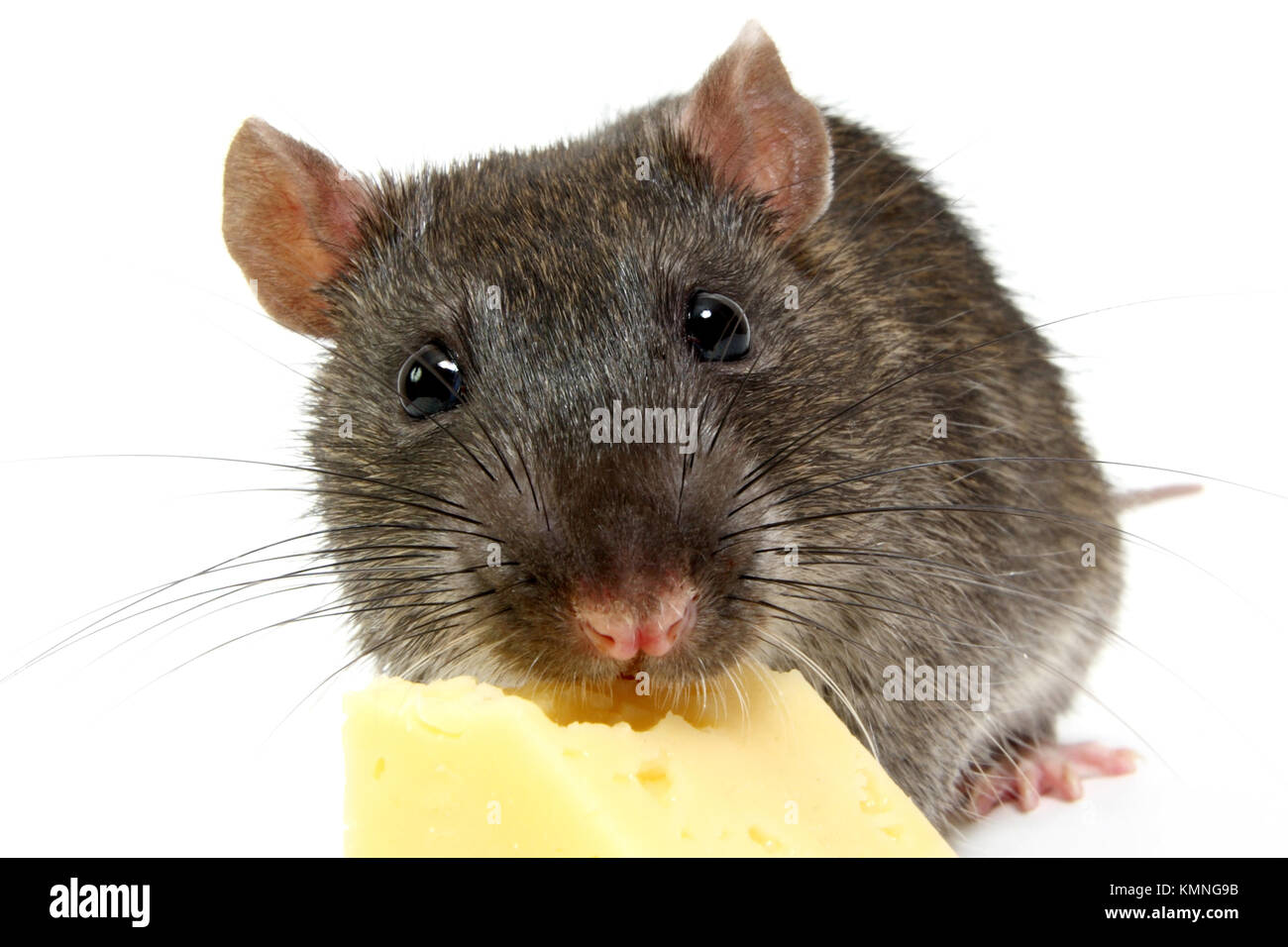 The big grey rat on a white background with a cheese slice Stock Photo ...