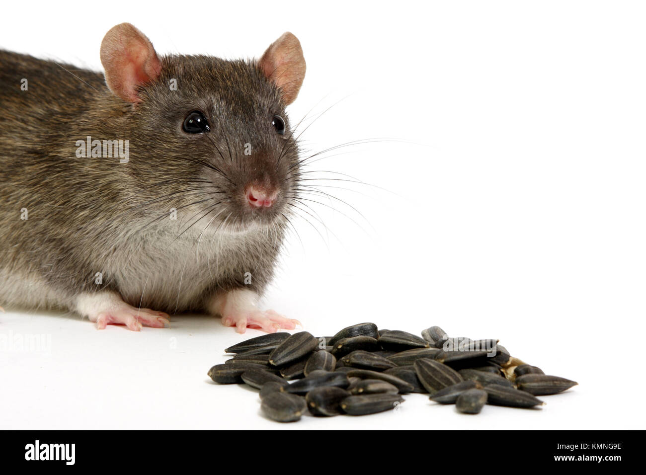 The big grey rat on a white background with sunflower seeds Stock Photo ...