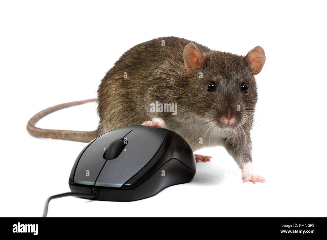 The big grey rat on the computer mouse Stock Photo - Alamy