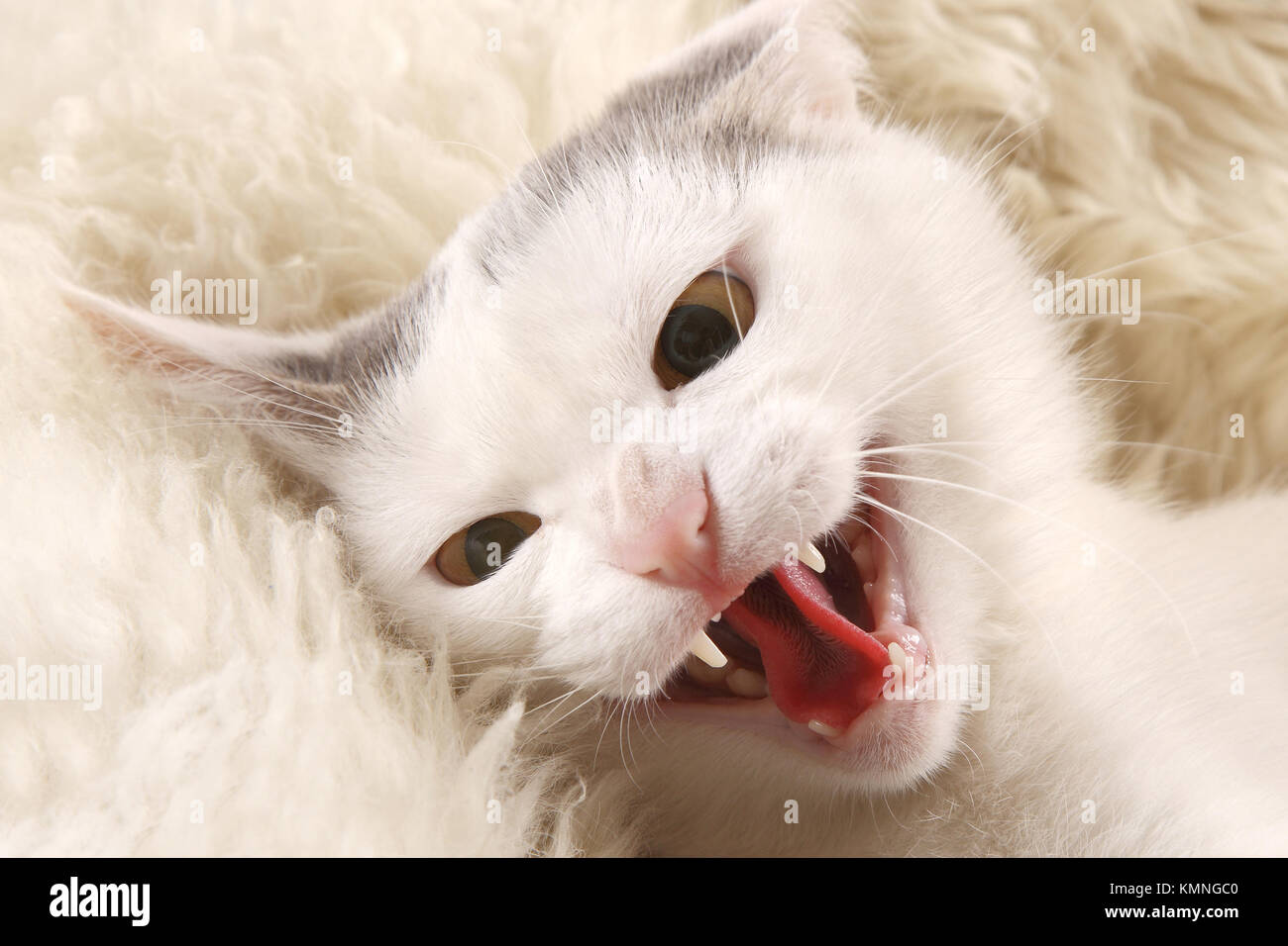 the aggressive white cat with yellow eyes grinned Stock Photo - Alamy
