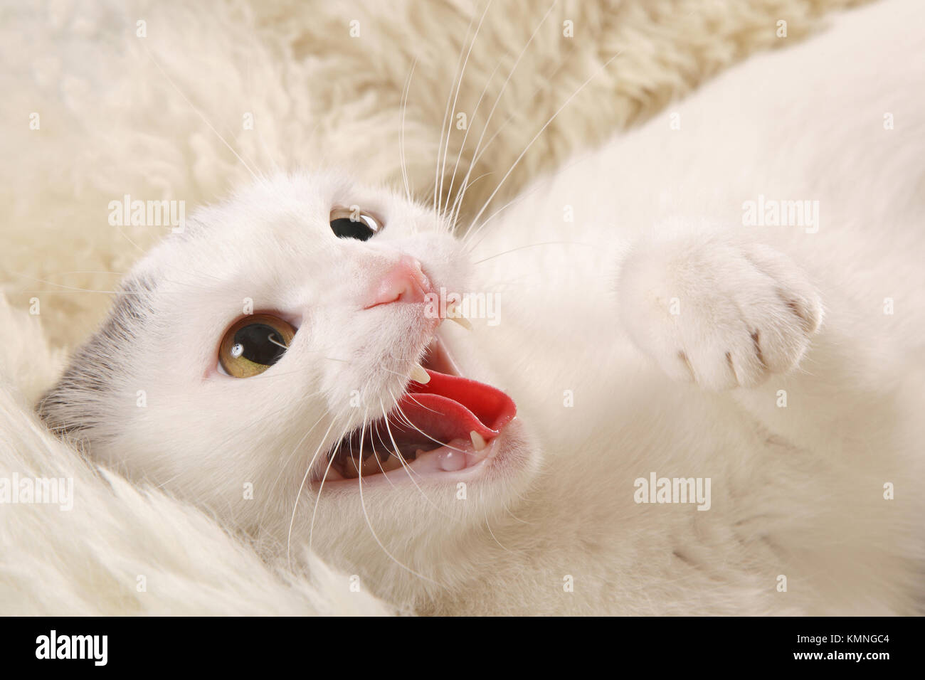 angry white cat on a white sheepskin Stock Photo - Alamy