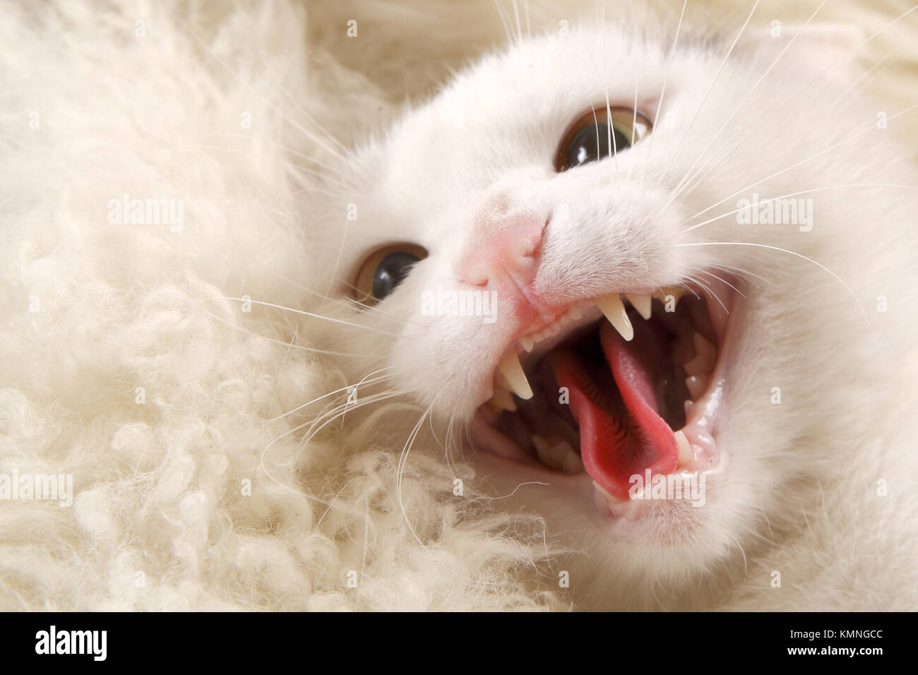 the aggressive white cat with yellow eyes grinned, a double 2 Stock ...