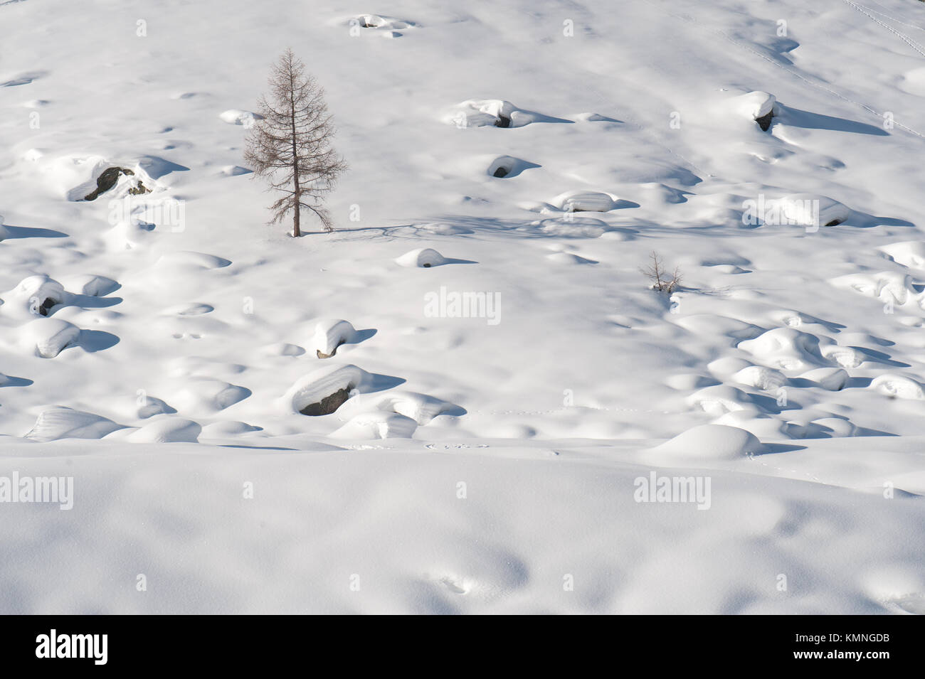 Animals footpath. Mountain animals finding their way to survive in the ...