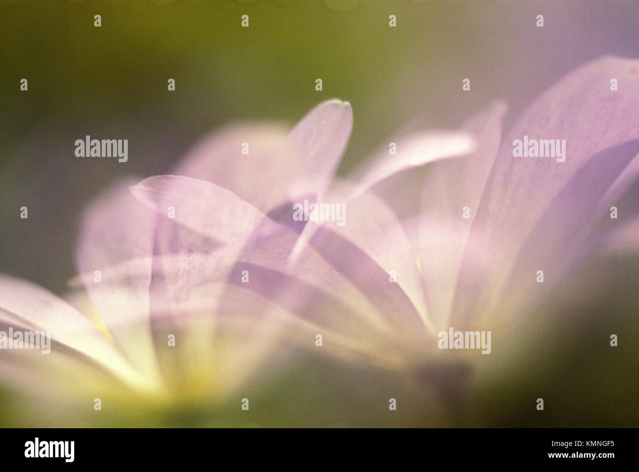 Greek anemone hi-res stock photography and images - Alamy