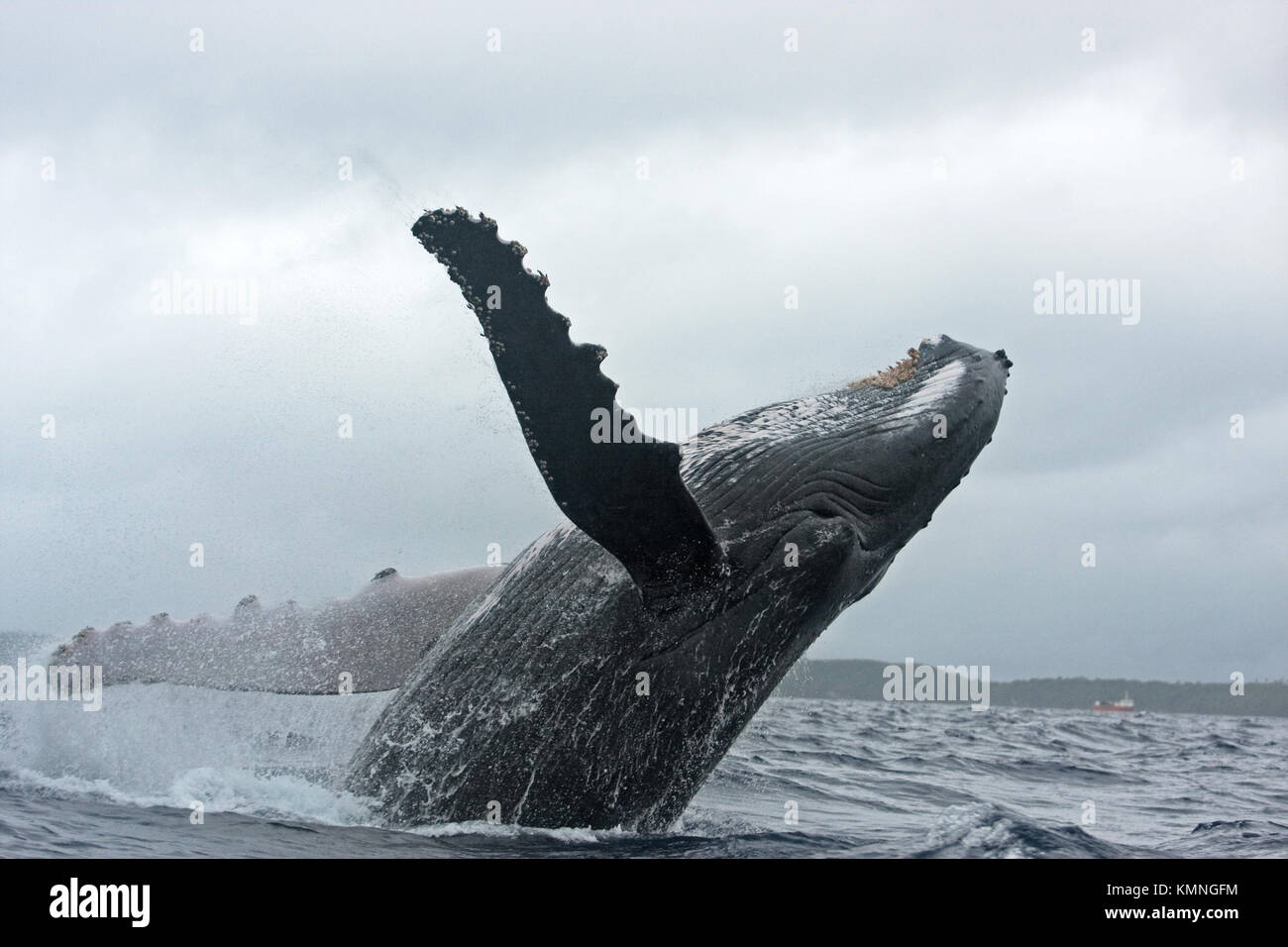 Baby humpback whale breaching hi-res stock photography and images - Alamy