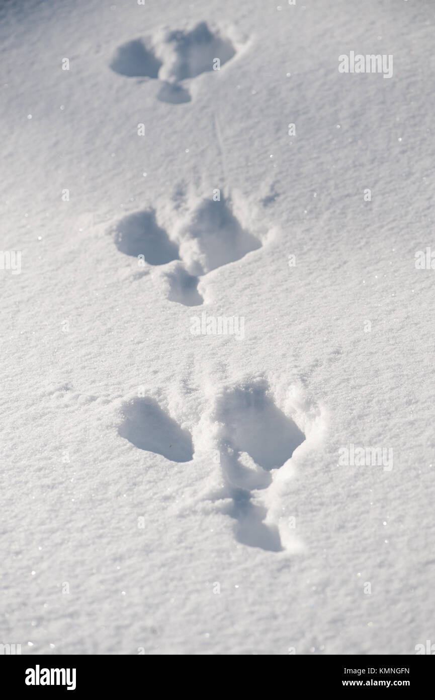 Animals footpath. Mountain animals finding their way to survive in the ...