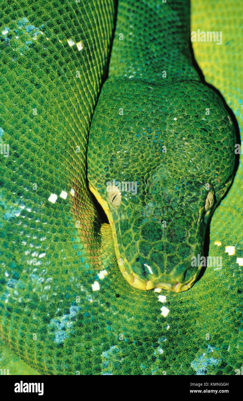 Emerald Tree Boa (Corallus caninus Stock Photo - Alamy