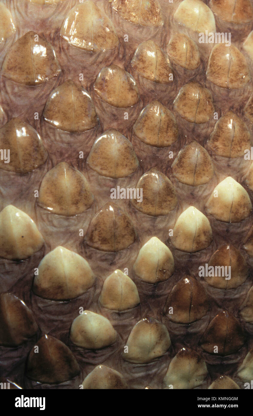 Rattlesnake skin pattern hi-res stock photography and images - Alamy