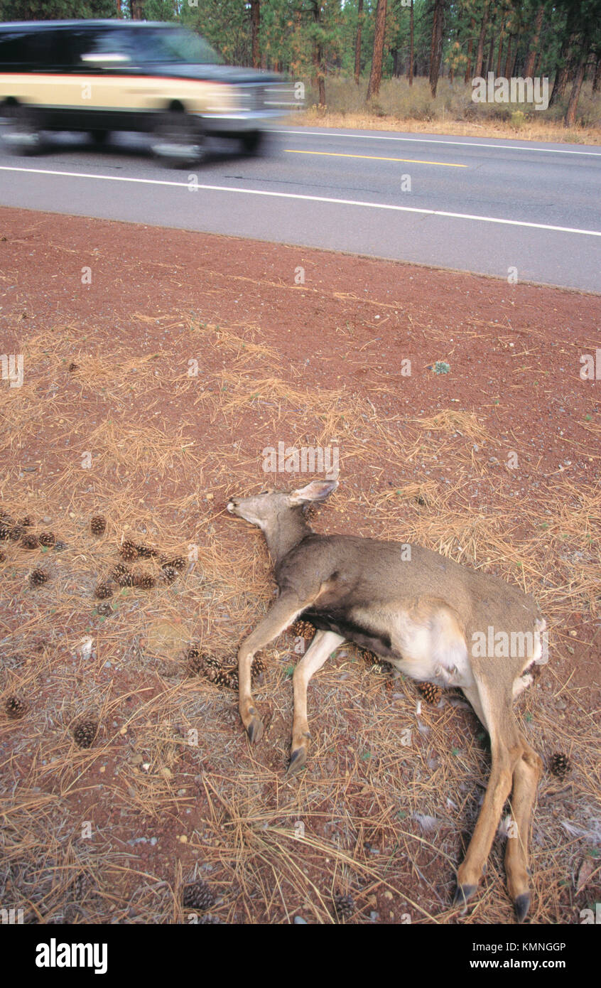 Roadkill Deer
