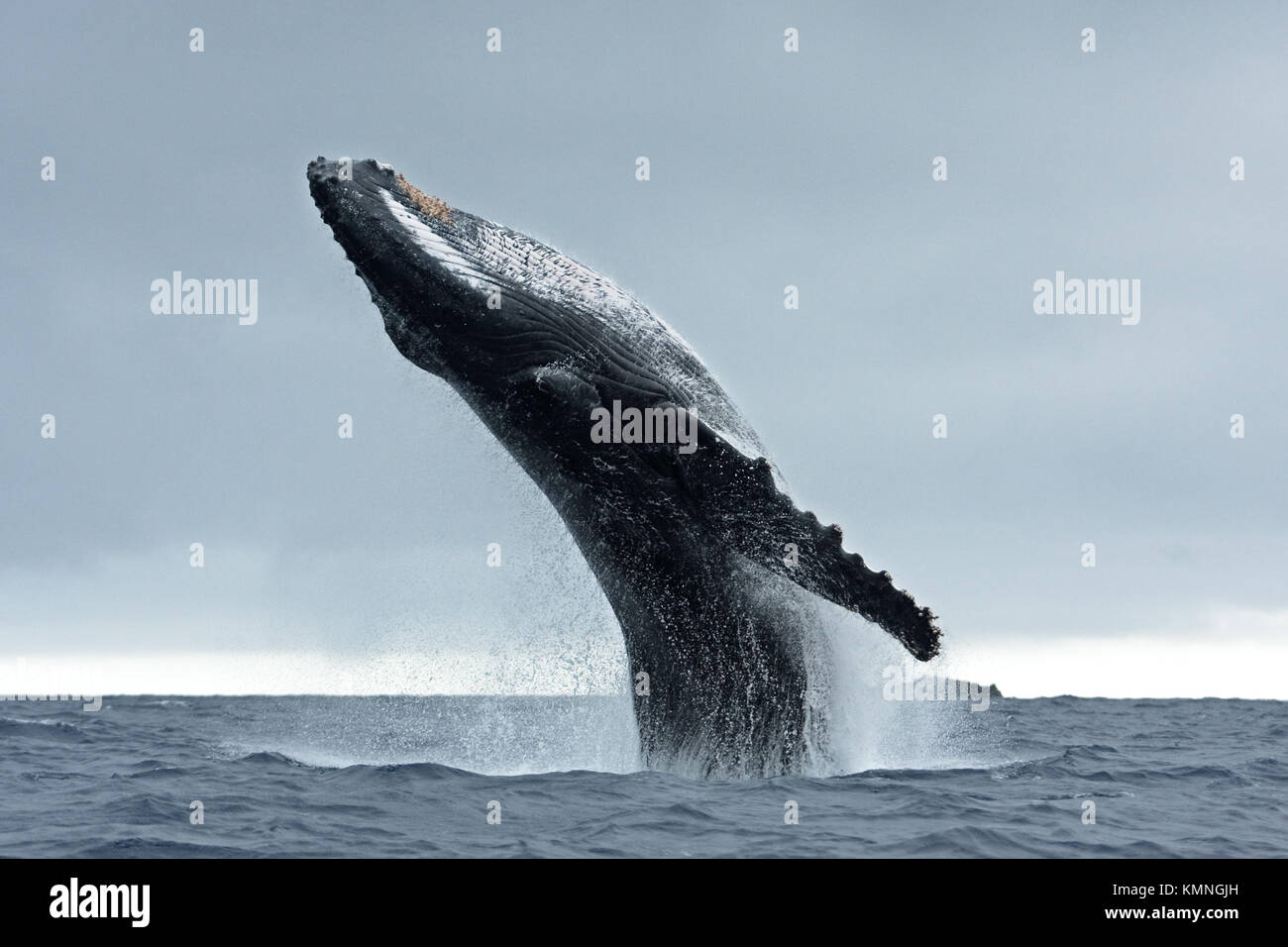 Baby humpback whale breaching hi-res stock photography and images - Alamy