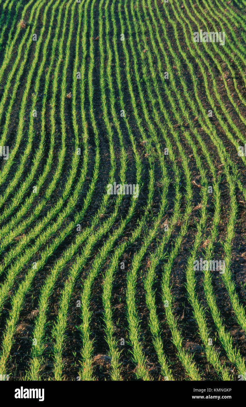 Newly sprouted grass hi-res stock photography and images - Alamy