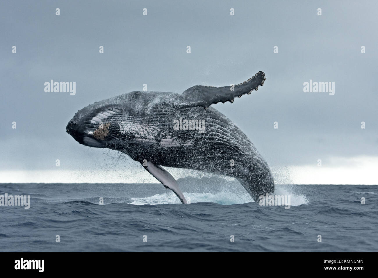 Vava'u whale watching hi-res stock photography and images - Alamy