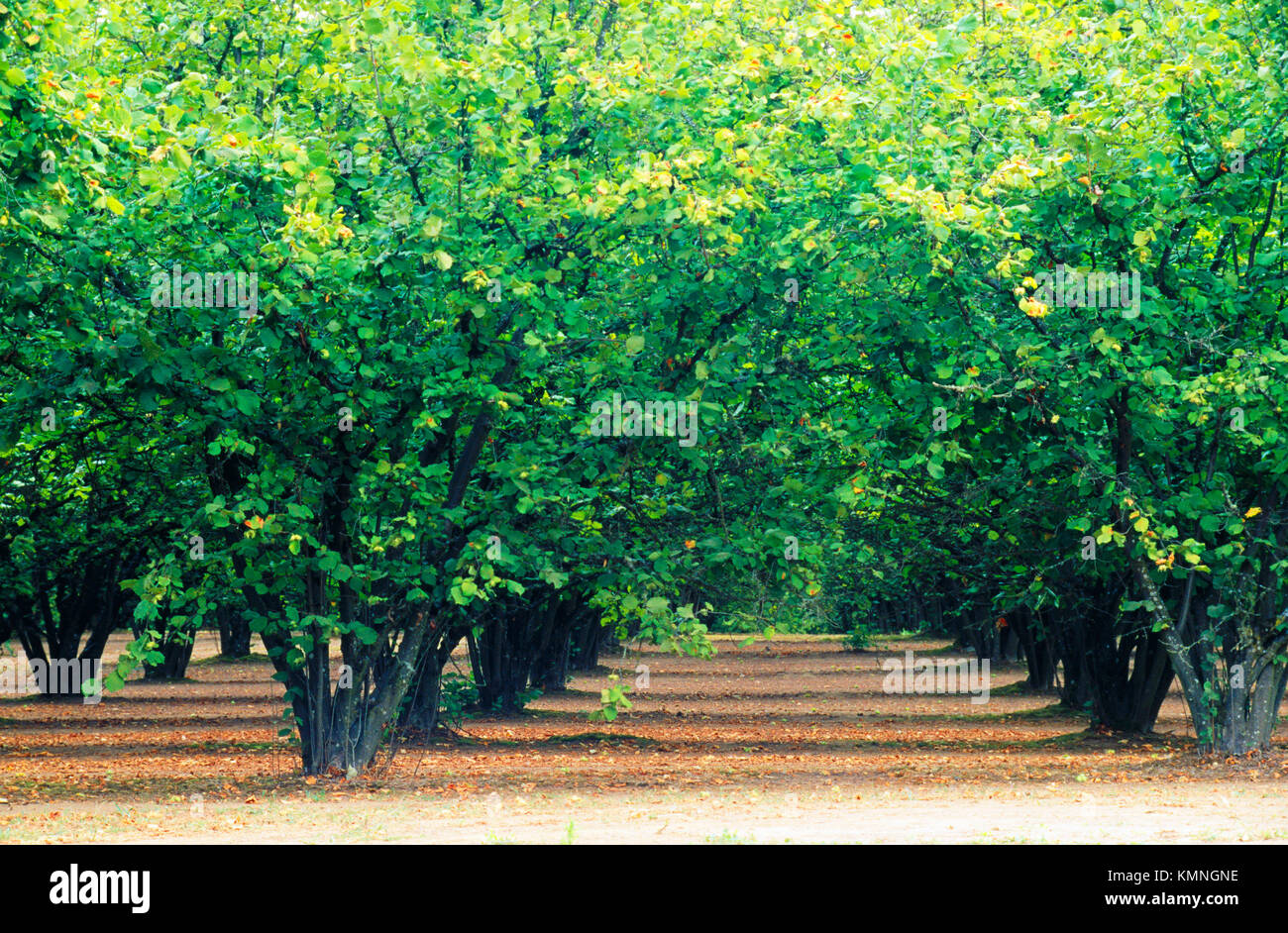 Hazelnut Trees High Resolution Stock Photography and Images - Alamy