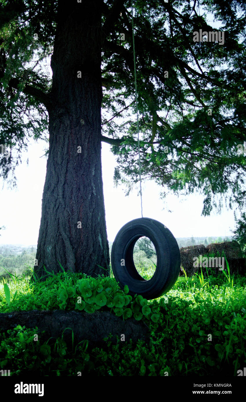 Tire Swing Is Hanging To Tree Stock Photos & Tire Swing Is Hanging To ...