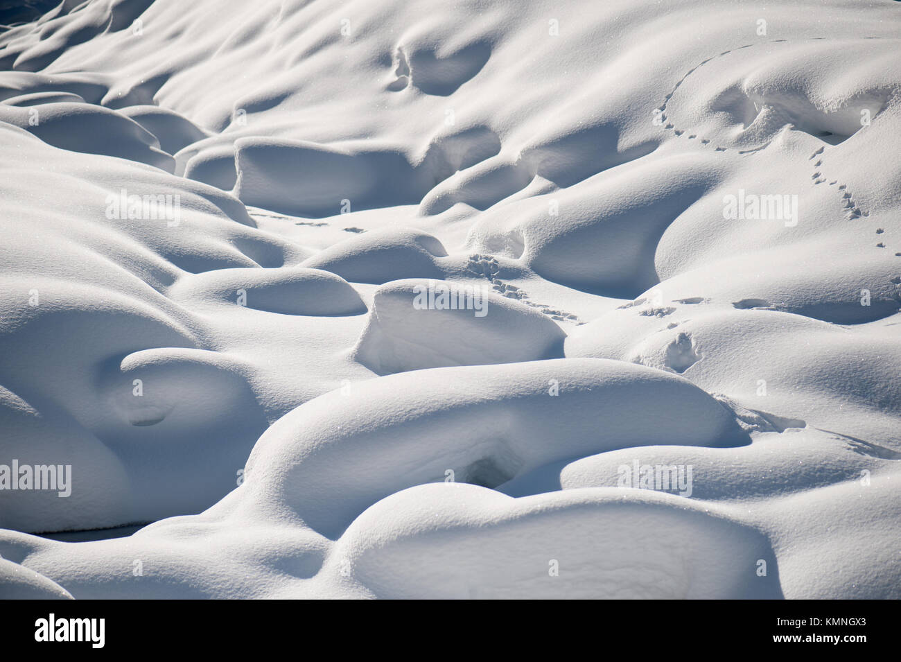 Animals footpath. Mountain animals finding their way to survive in the ...