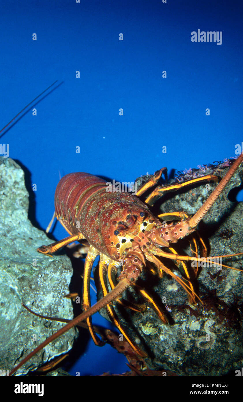 Spiny lobster panulirus sp hi-res stock photography and images - Alamy