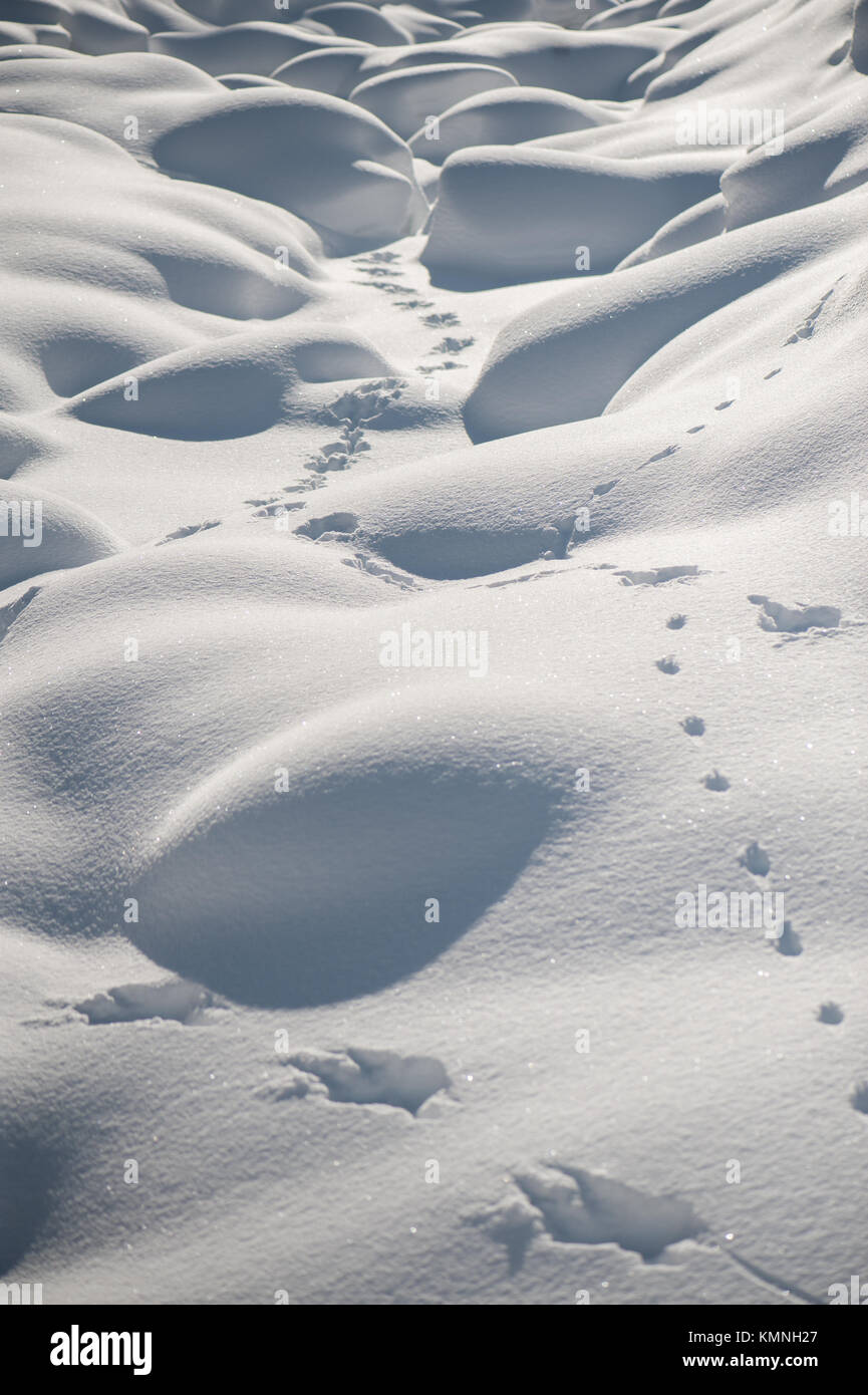 Animals footpath. Mountain animals finding their way to survive in the ...