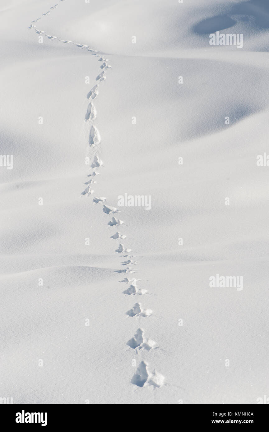 Animals footpath. Mountain animals finding their way to survive in the ...