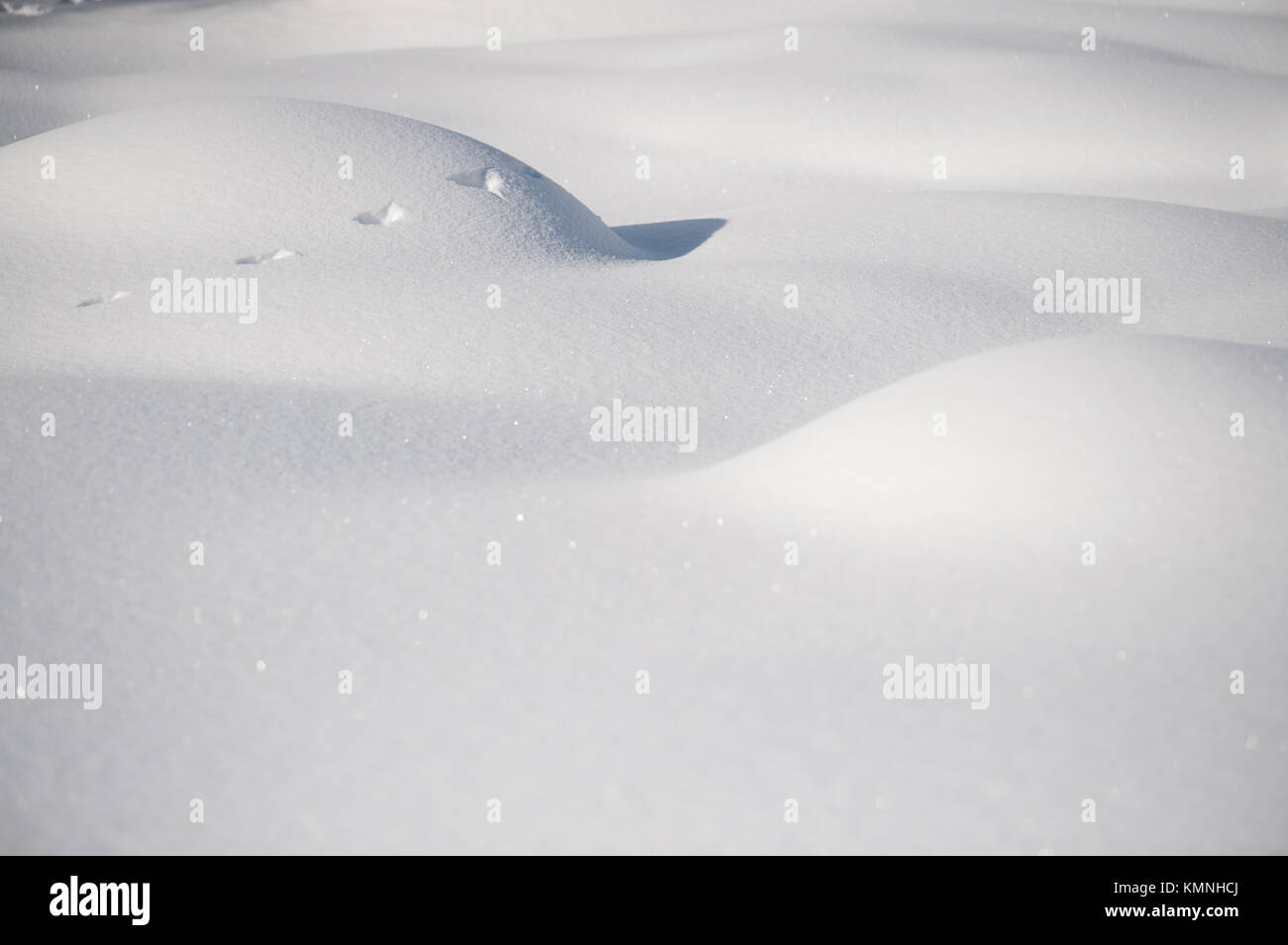 Animals footpath. Mountain animals finding their way to survive in the ...