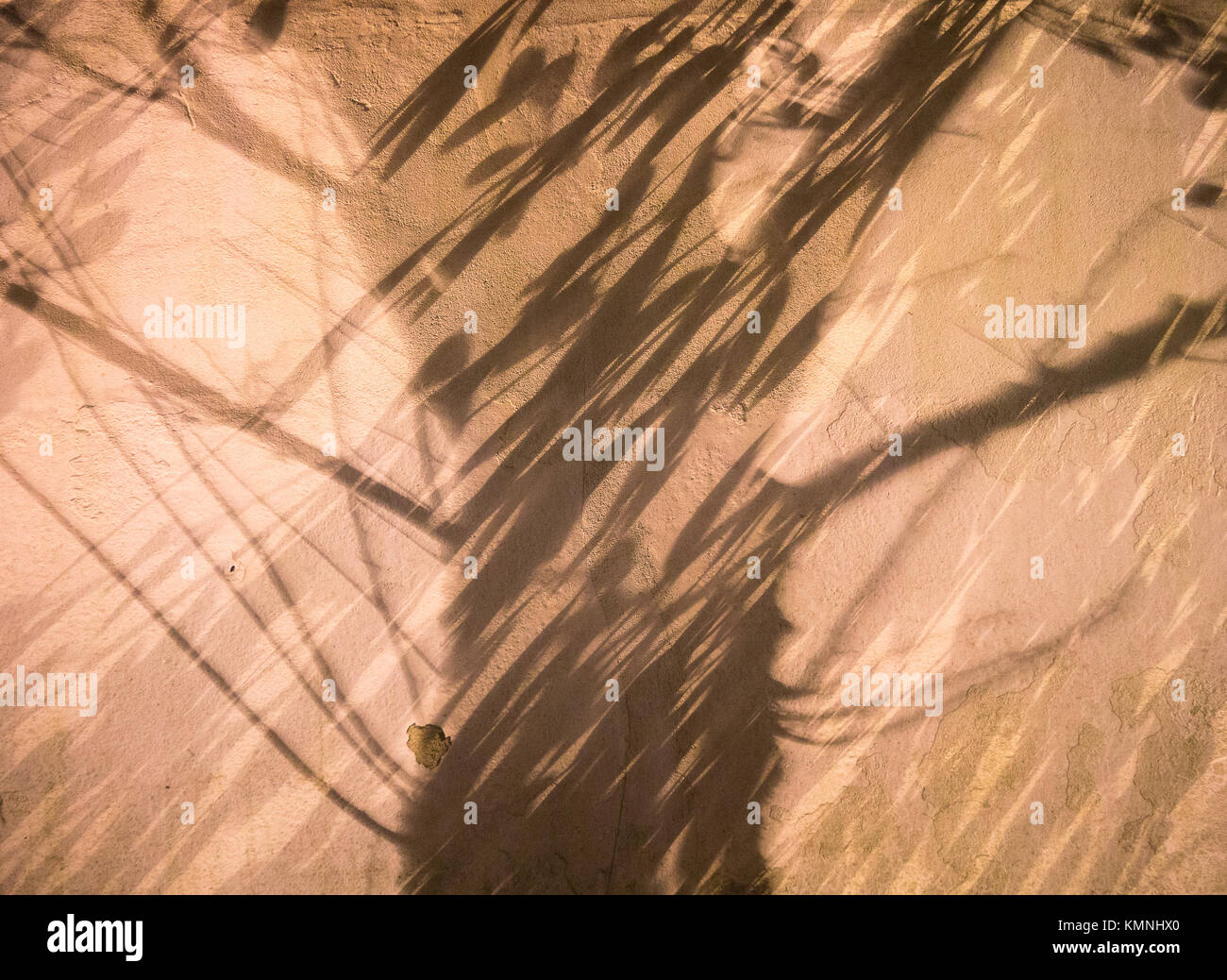 Strange tree hi-res stock photography and images - Alamy