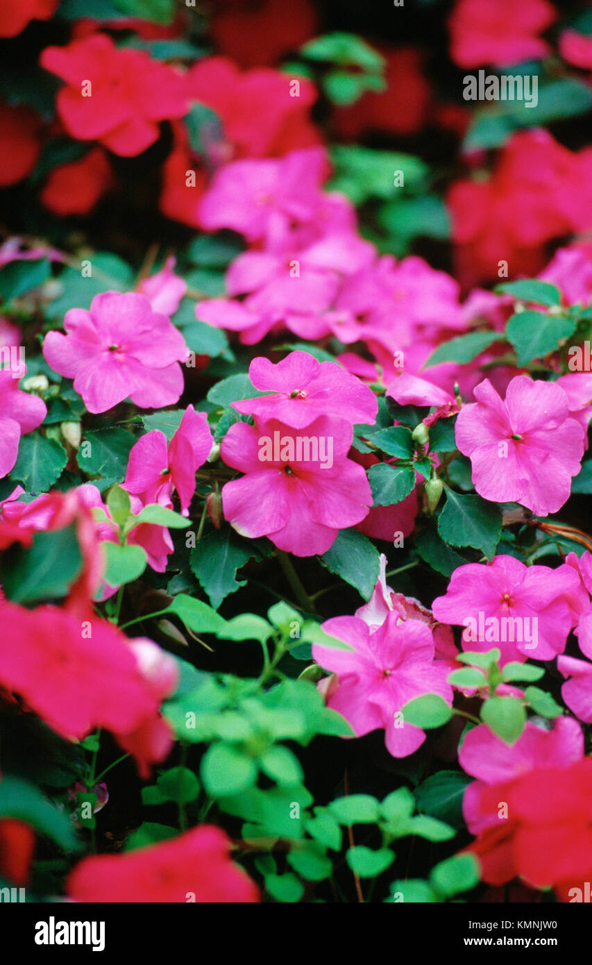 Garden Balsam (Impatiens balsamina Stock Photo - Alamy