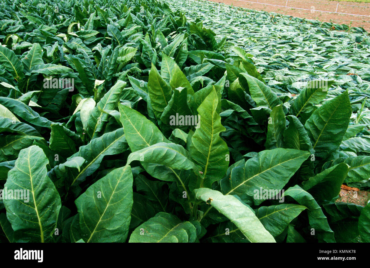 Tobbaco hi-res stock photography and images - Alamy