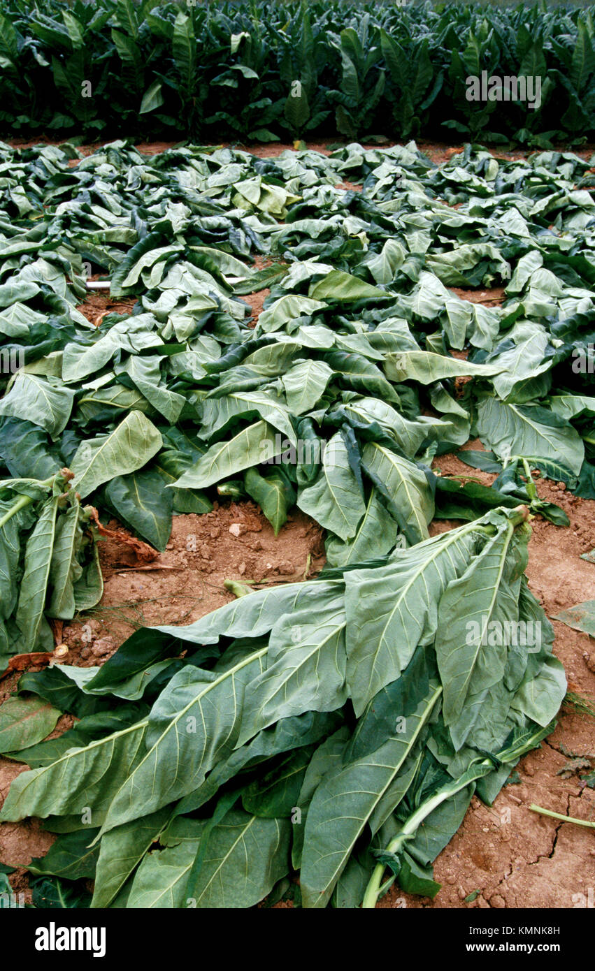 Tobbaco hi-res stock photography and images - Alamy