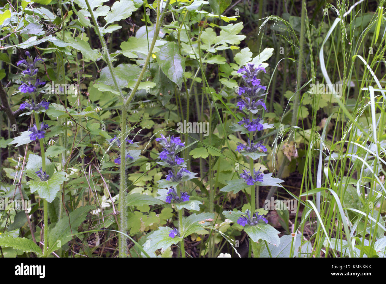 standing bugle. High flowering plant among a variety dense forest grass ...