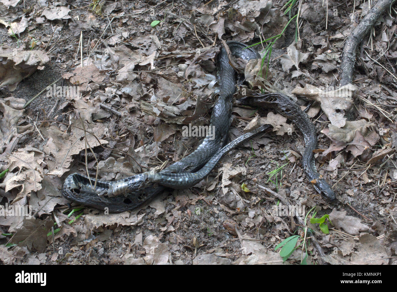 dead snake among the fallen leaves Stock Photo - Alamy