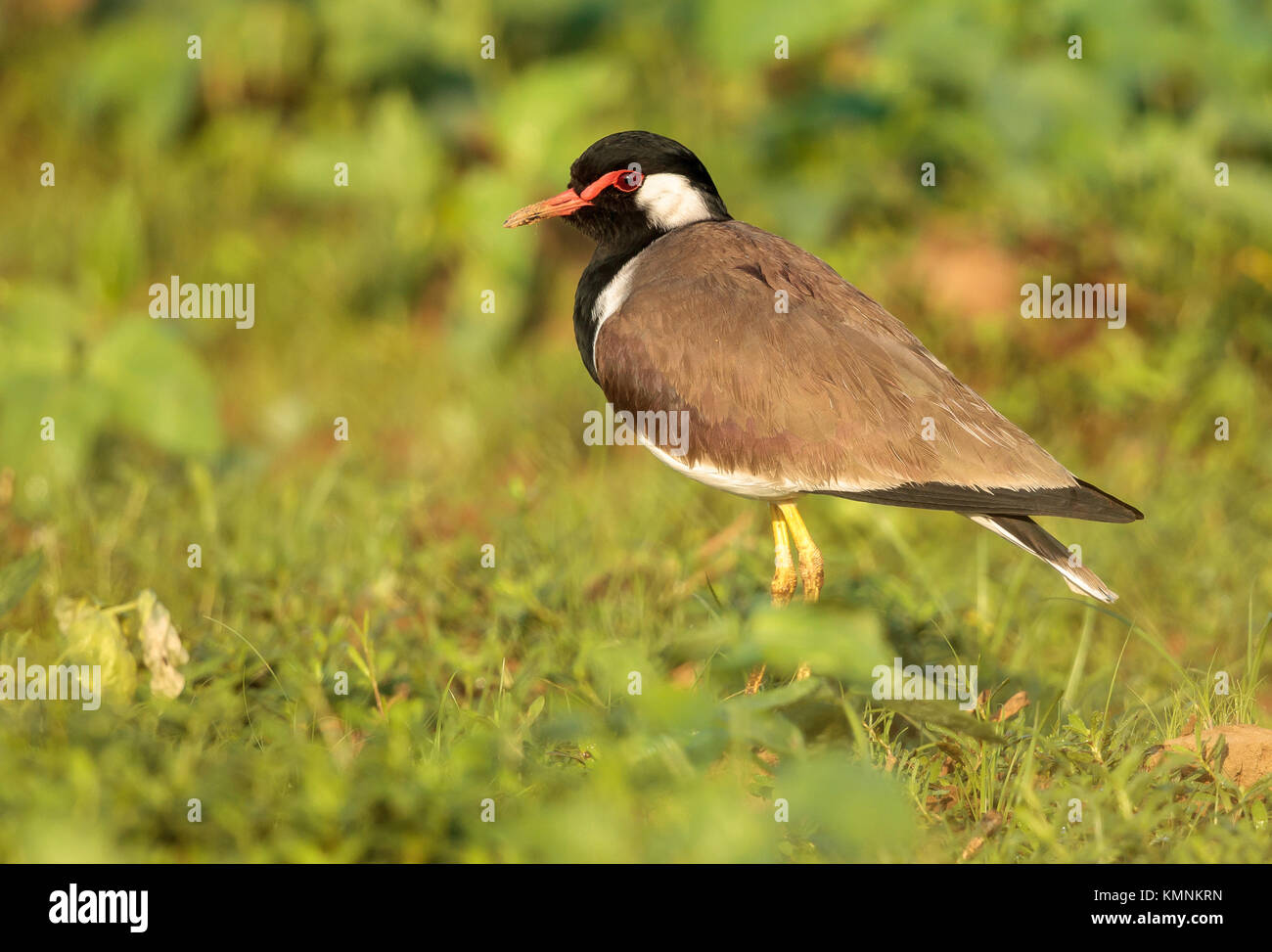A Red-wattled lapwing Stock Photo - Alamy