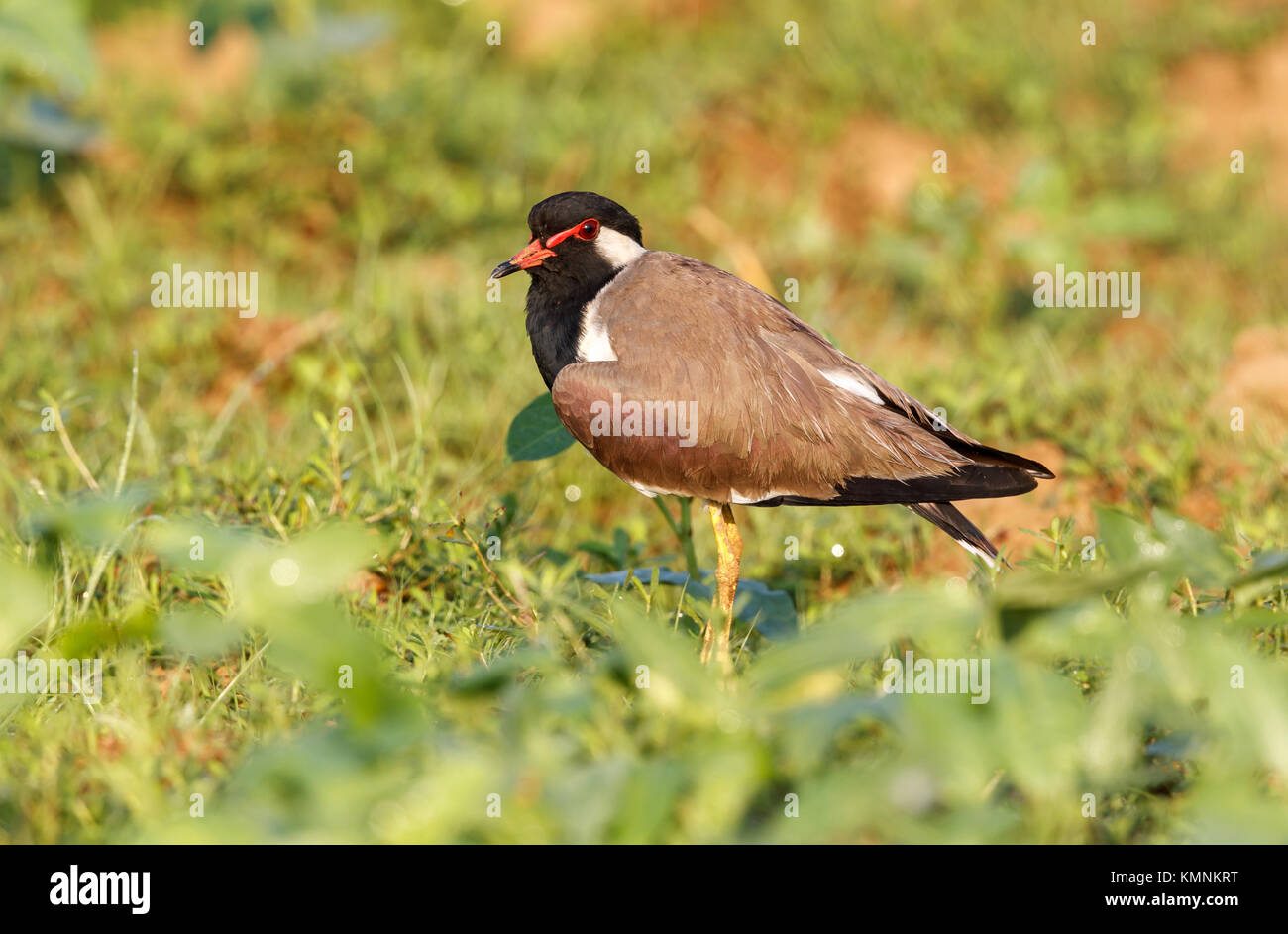 A Red-wattled lapwing Stock Photo - Alamy
