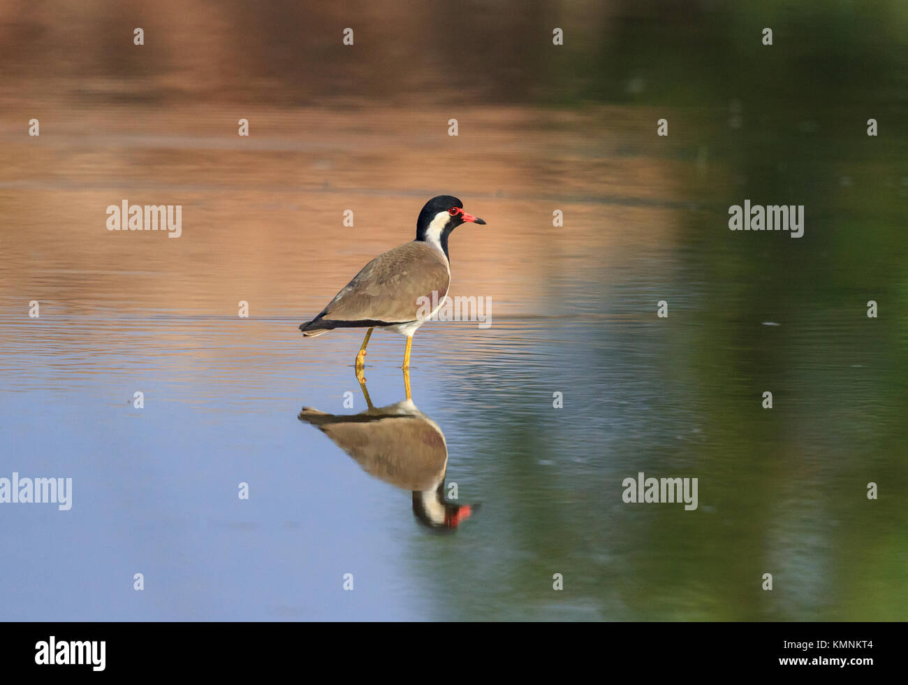 A Red-wattled lapwing Stock Photo - Alamy