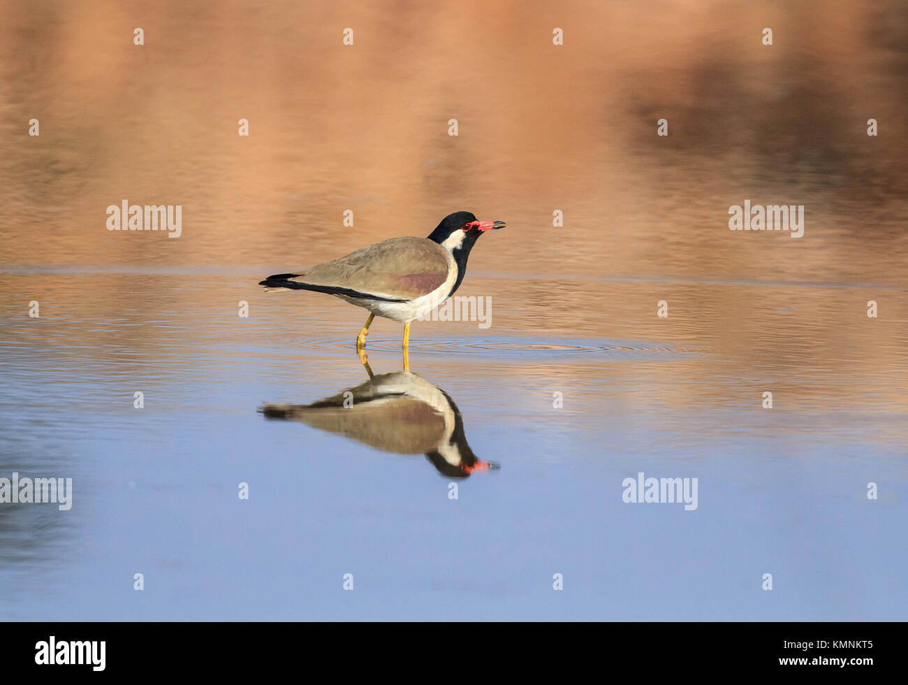 A Red-wattled lapwing Stock Photo - Alamy