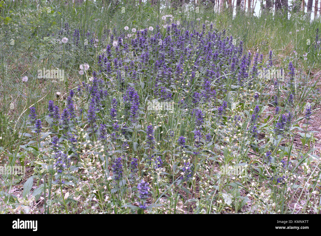 standing bugle blue flowers glade Stock Photo - Alamy
