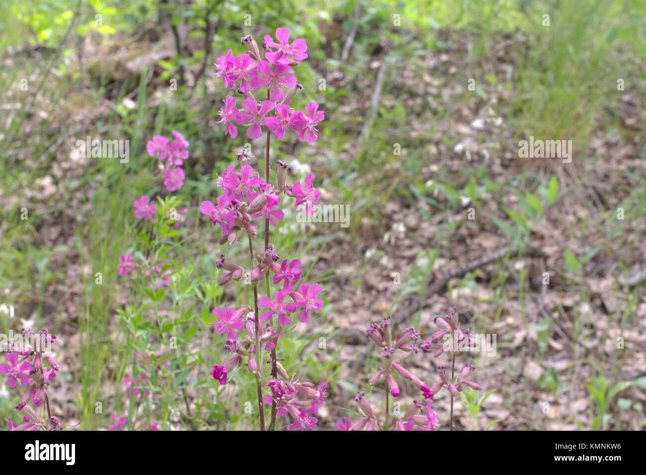 Viscaria vulgaris long plant on glade Stock Photo - Alamy