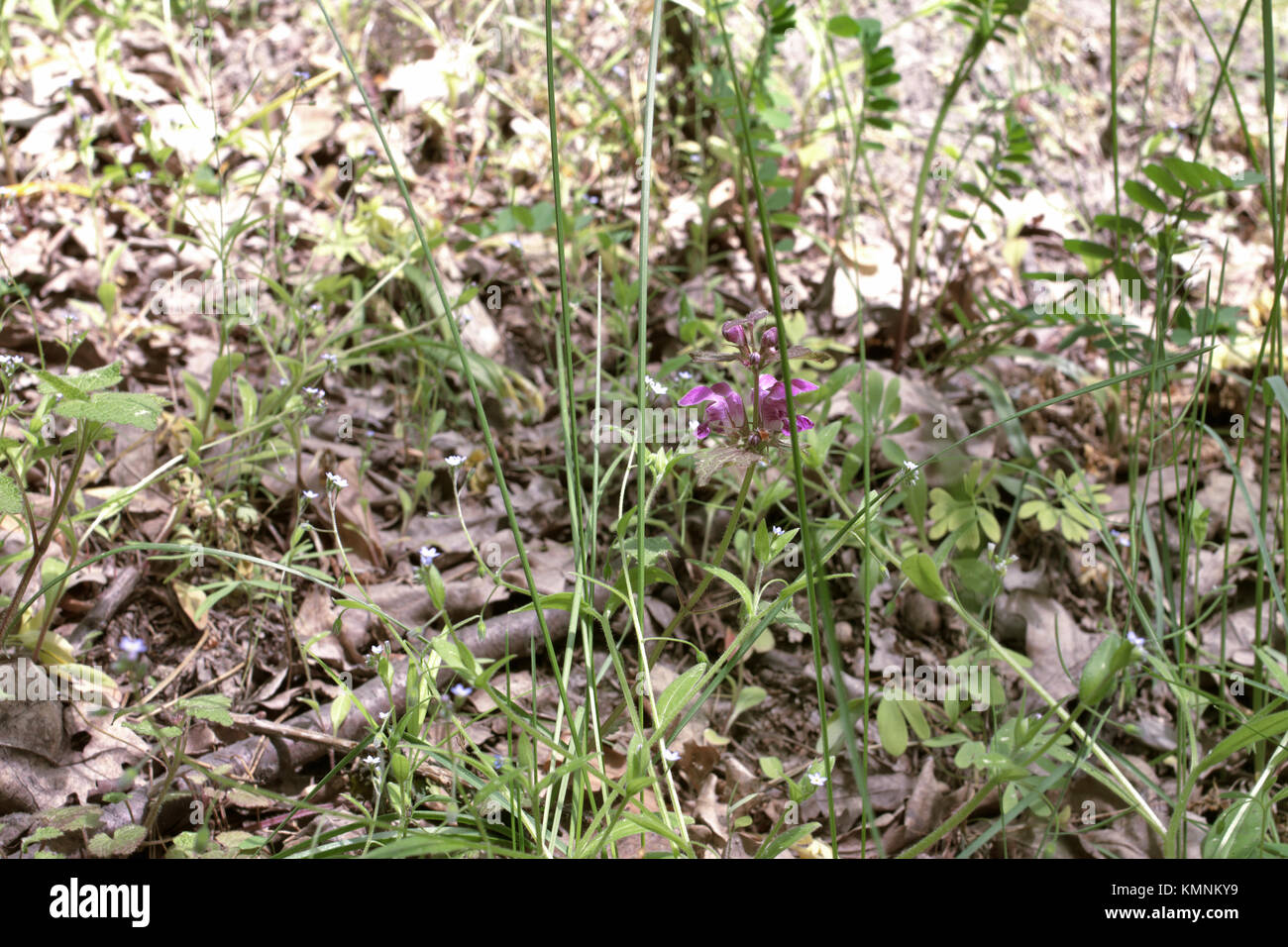spotted henbit in tall grass Stock Photo - Alamy