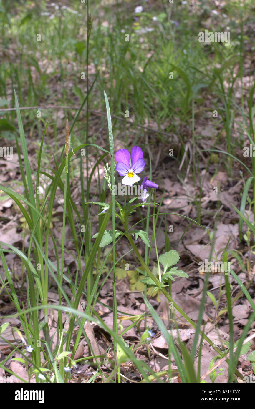 Flower of garden tricolor violet on long gracefully curved stem Stock ...