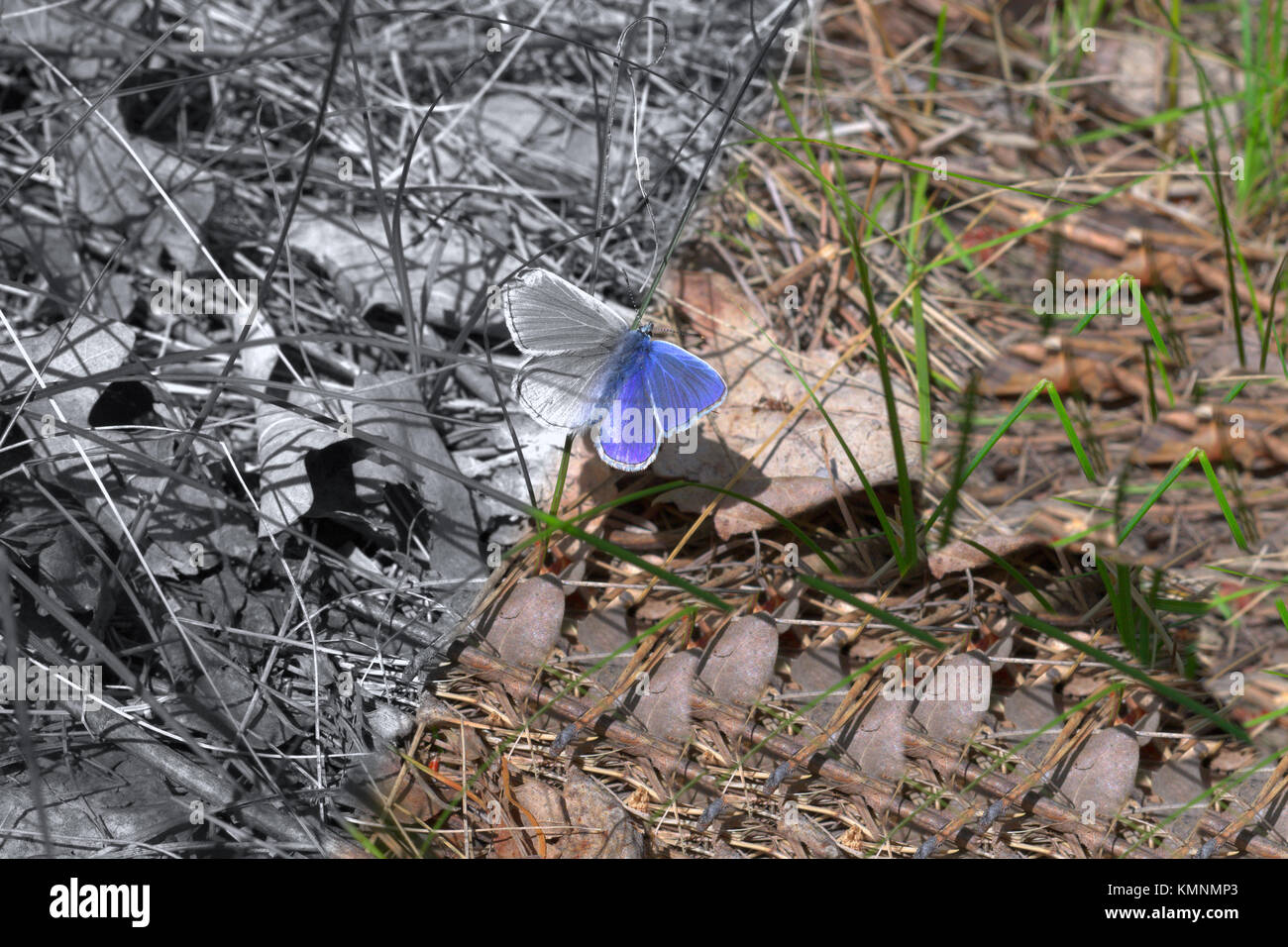 Wings half white half black hi-res stock photography and images - Alamy