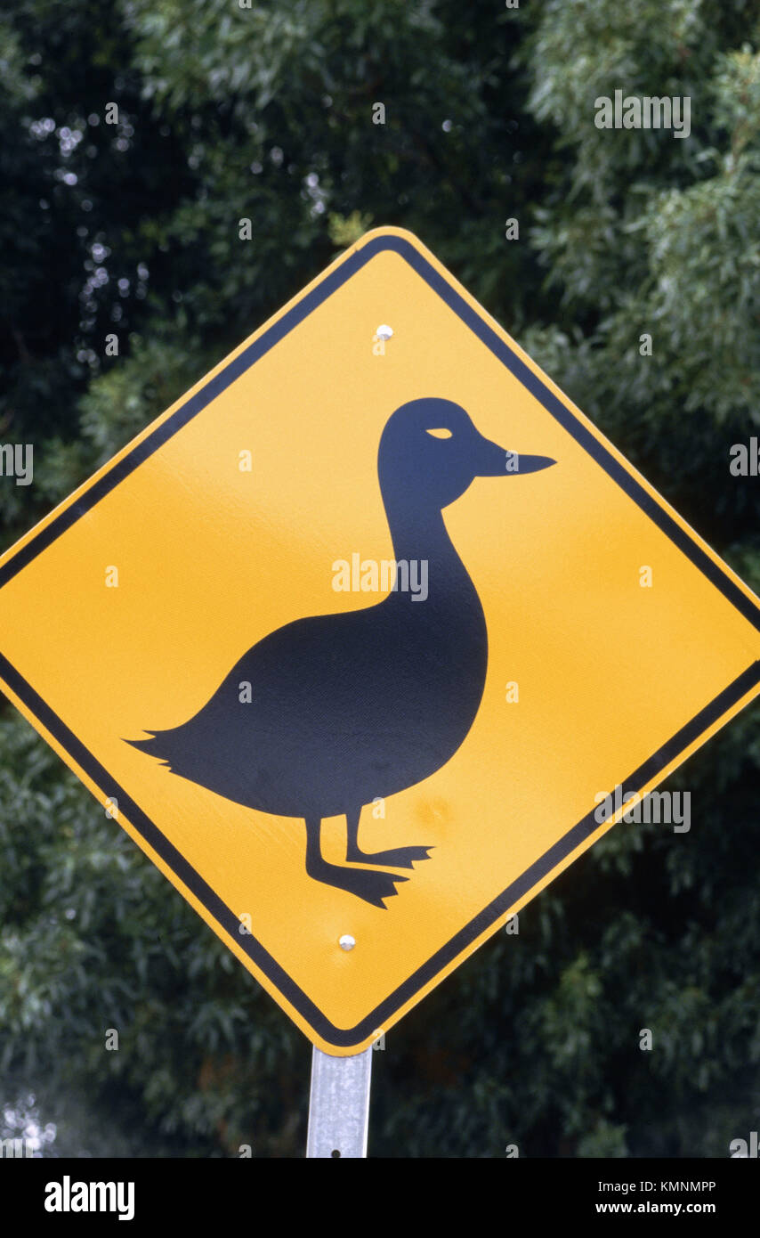 An odd duck hi-res stock photography and images - Alamy